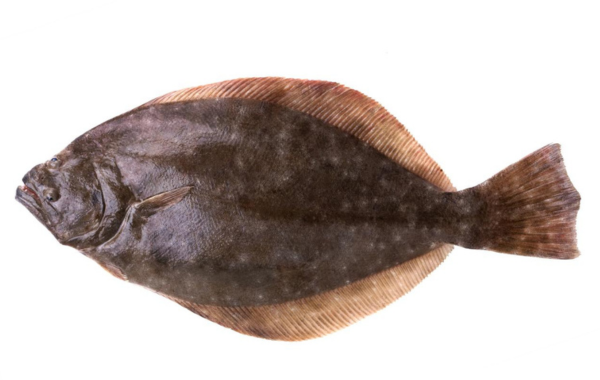 2026 Recreational Flounder Season Set for Sept. 1–14 Across North ...
